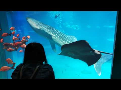 Japonsko na jaře - 3. díl - do Osaky do akvária a vyhlídku Umeda Sky Building