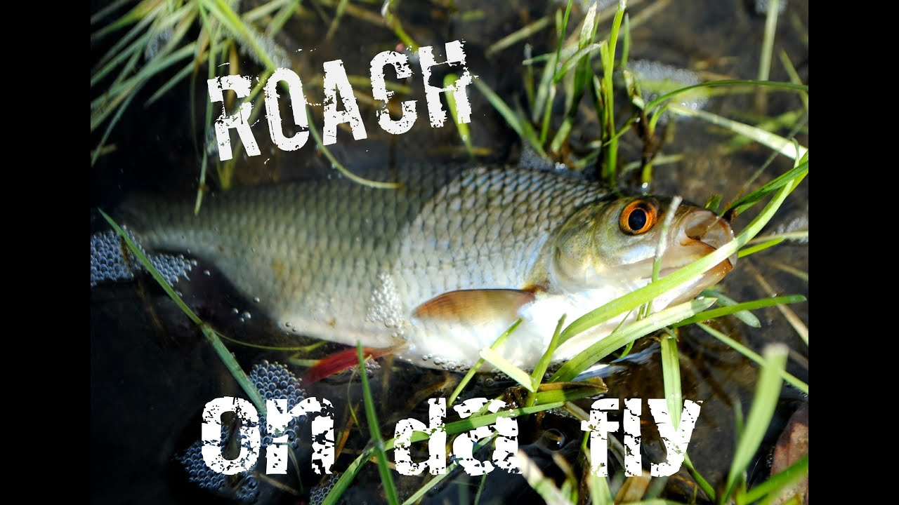 Spring roach on the fly - YouTube