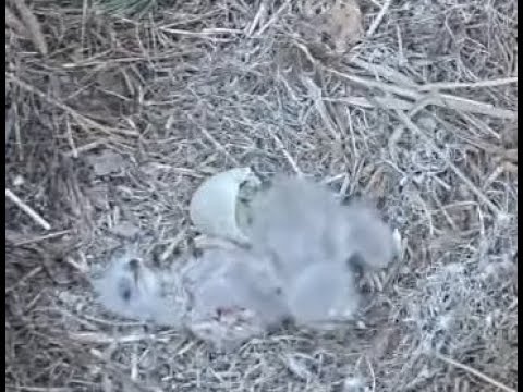 Andrias and Alex's second chick has hatched - YouTube