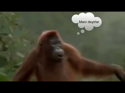 Dəli meymunlar