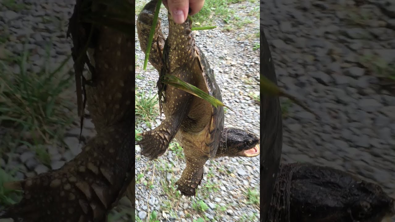 Angry Snapping Turtle doesn't like being pulled from his nap! - YouTube