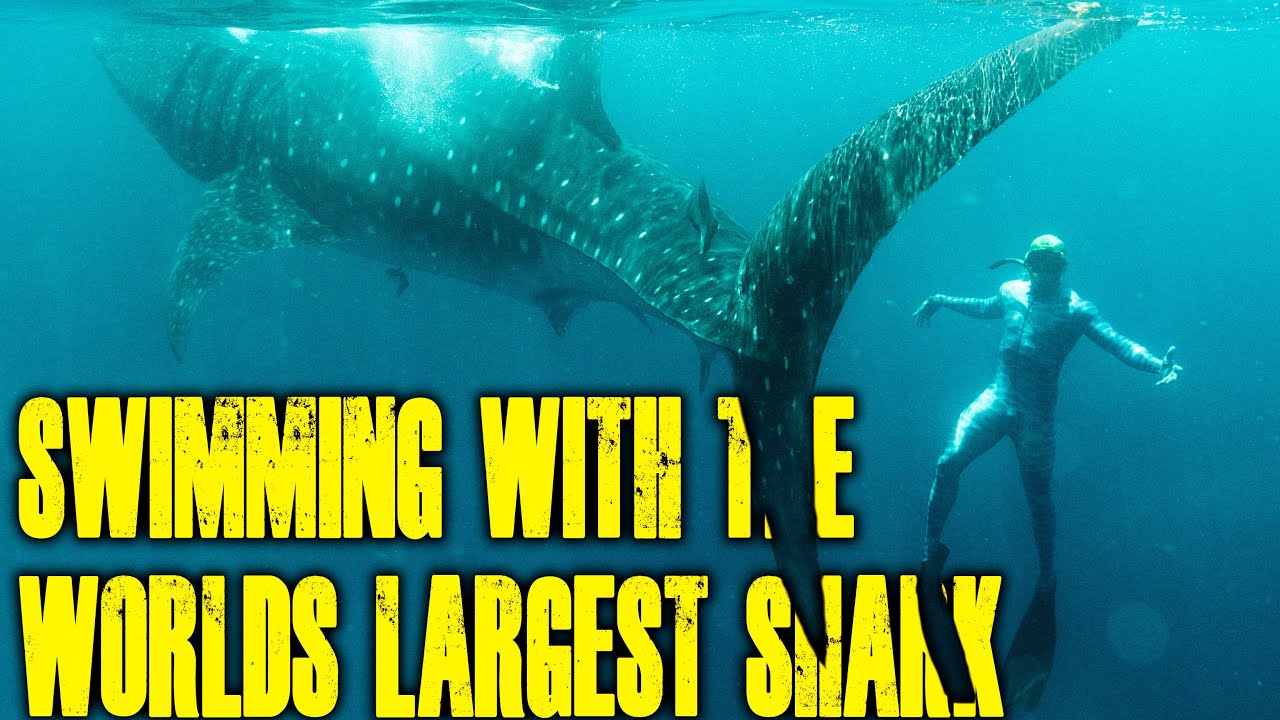 SWIMMING WITH THE WORLDS LARGEST SHARK! - YouTube