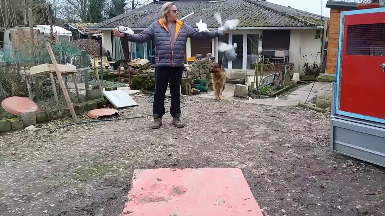 pigeons droppers entrainement de tous les jours - YouTube