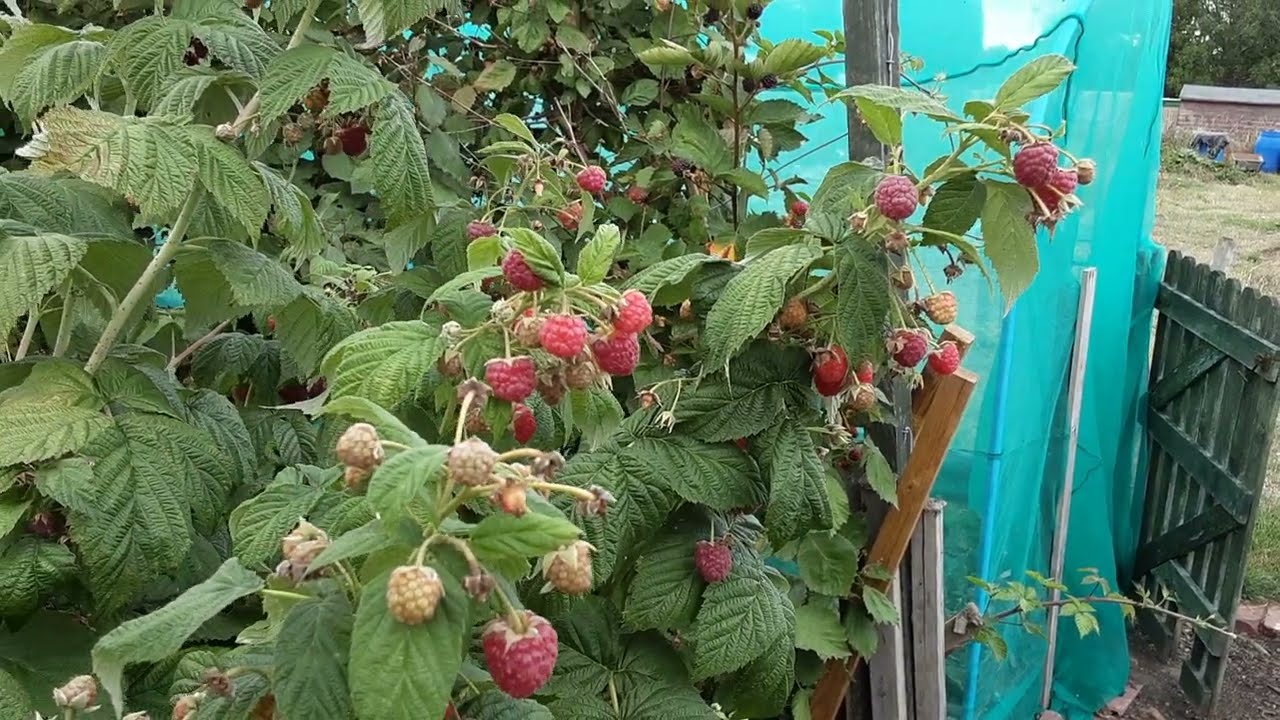 Rain Water Gravity Wick Guttering System Pepper Harvest 🌻 Fruit Trees 🌻 ...