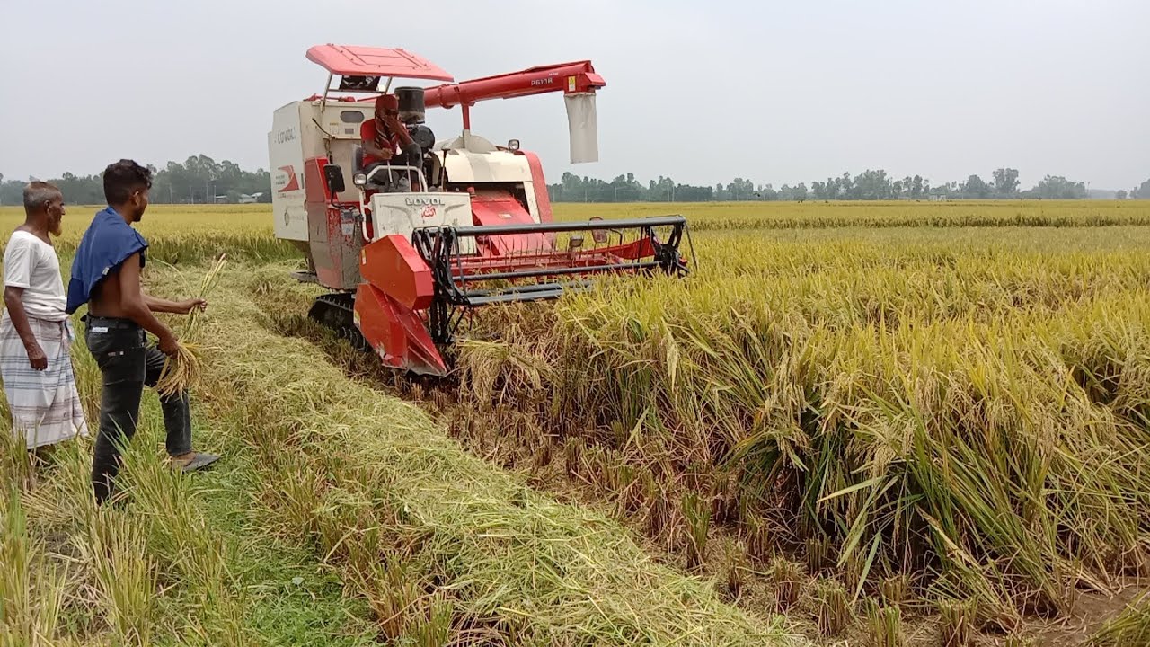 ধান কাটা মেশিন right rice cutting - YouTube