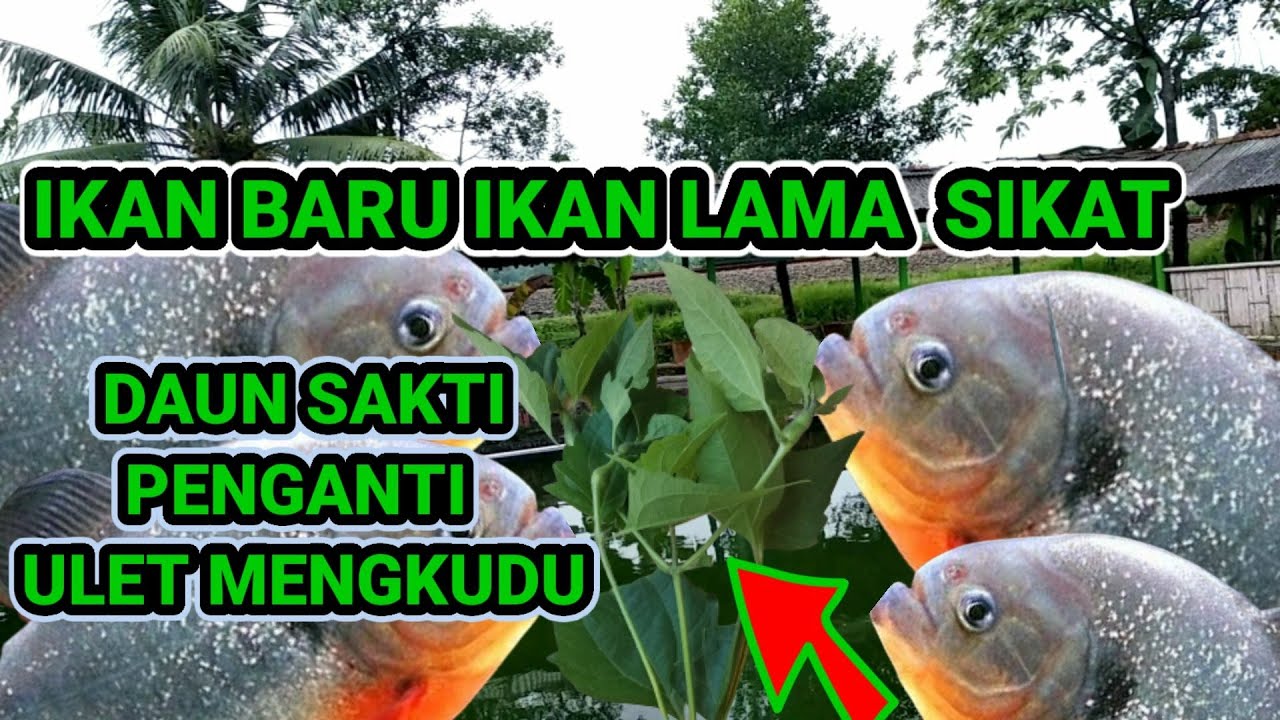 PENGGANTI ULET MENGKUDU IKAN BARU IKAN LAMA SIKAT - YouTube