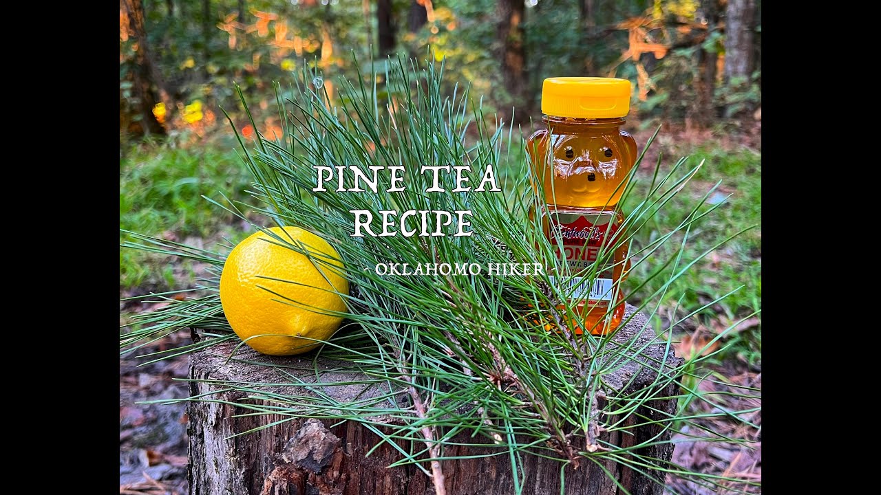 The BEST Pine Tea Recipe - Oklahomo Hiker: Camp Cooking Tuturial - YouTube