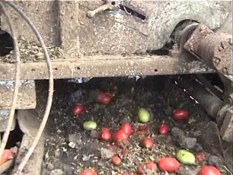 Tomato Harvestor Optical sorter, color sorter - YouTube