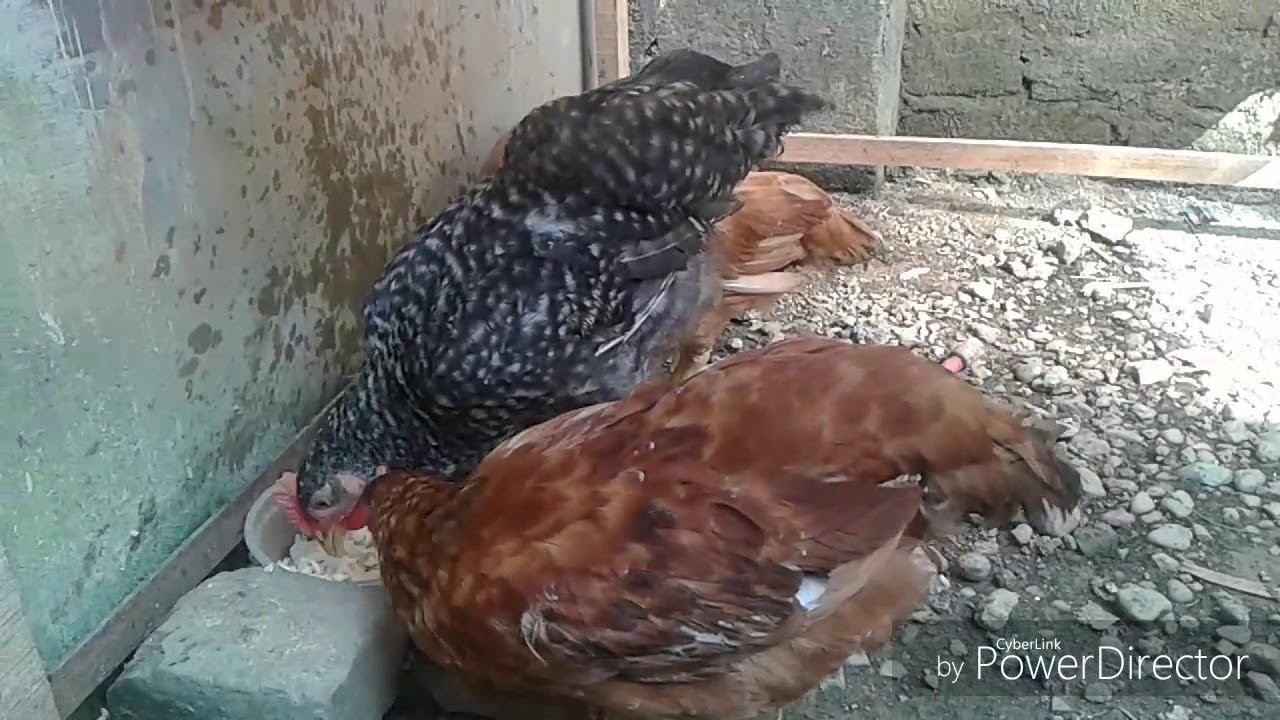 Cocktail Bird KOLI - YouTube