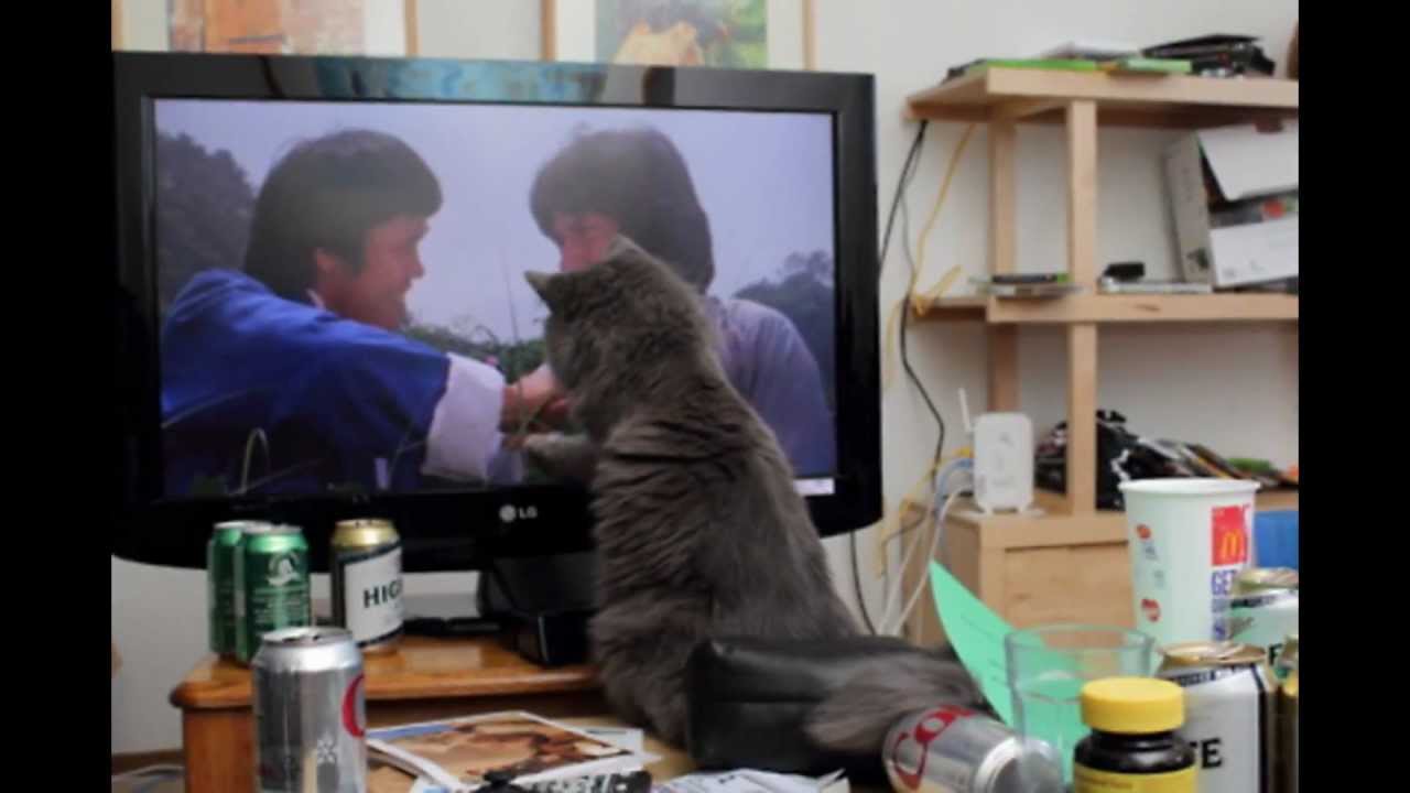 You Never Seen Funny Animals Watching TV at Home (20 Images) by ...