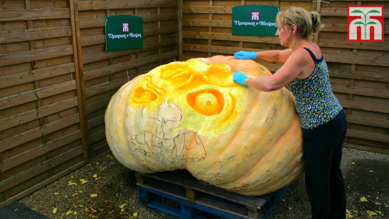 Giant Pumpkin carved for Halloween at Thompson & Morgan - YouTube