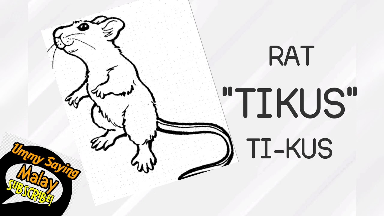 Rat - Tikus (Malay Pronounce / Animals) - YouTube