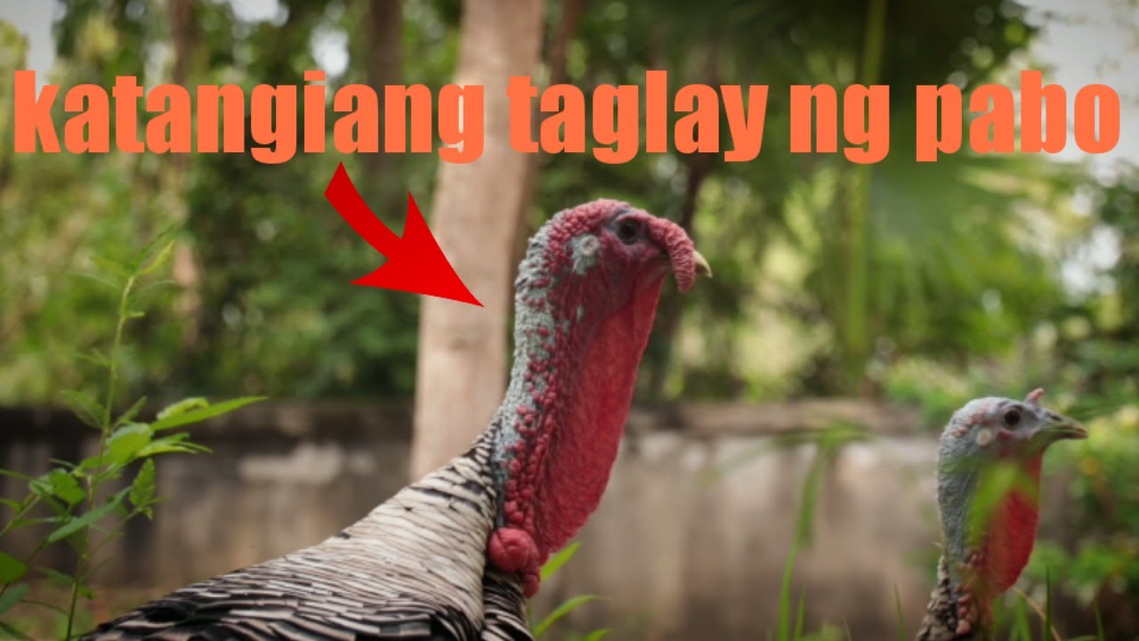 ANO ANG KATANGIAN NG PABO #turkey, #pabo - YouTube
