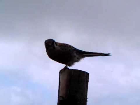 Kestrel Attack! - YouTube