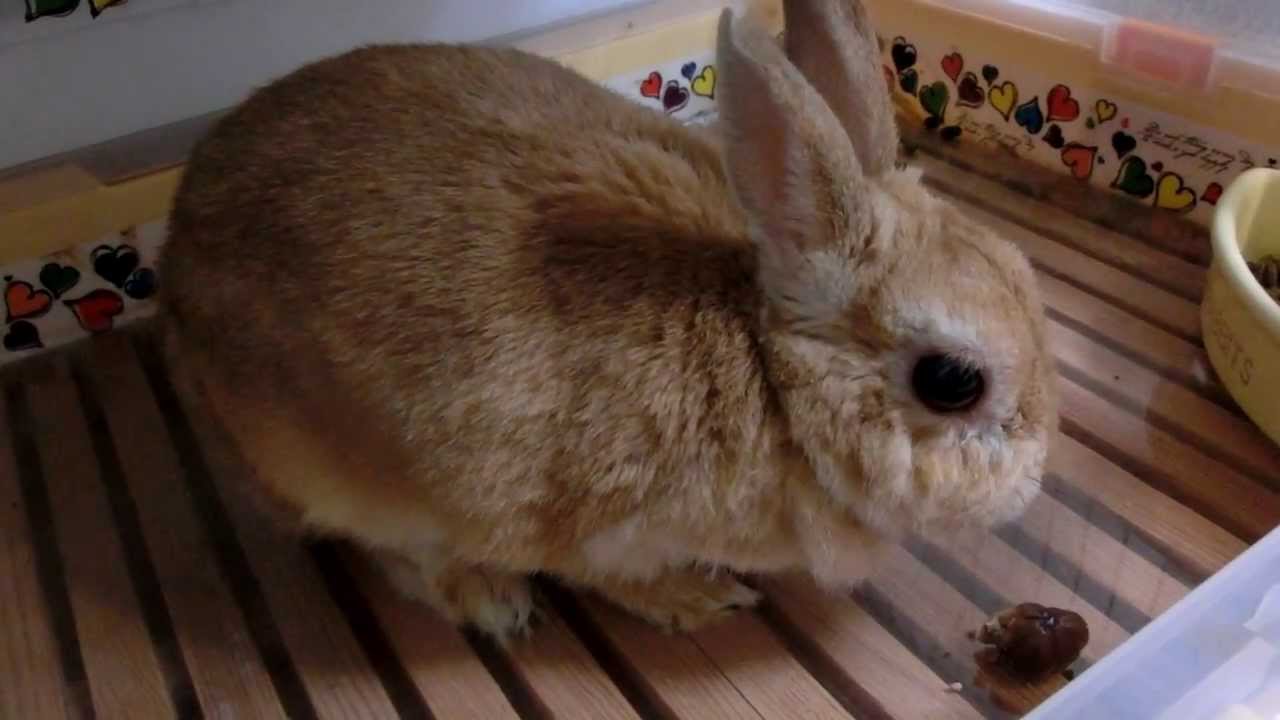 【栗を食べるウサギ】 Rabbit eating chestnuts today - YouTube