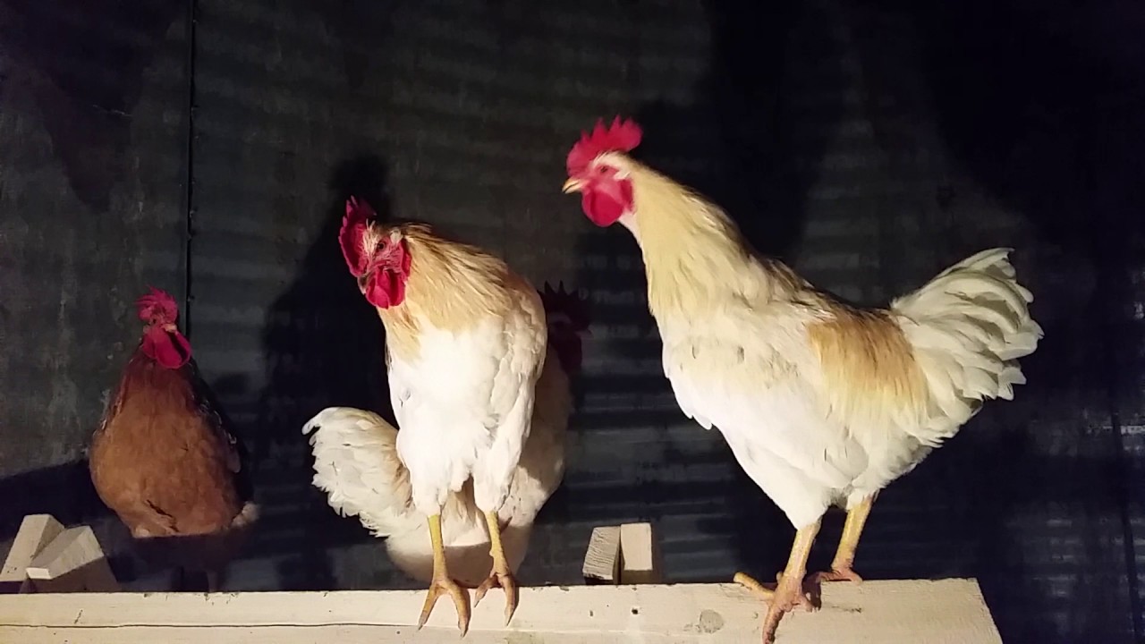 Dramatic Lightning Rooster - YouTube