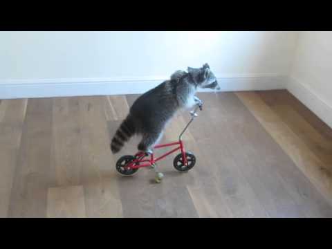 Bisiklet süren rakun şaşırtıyor