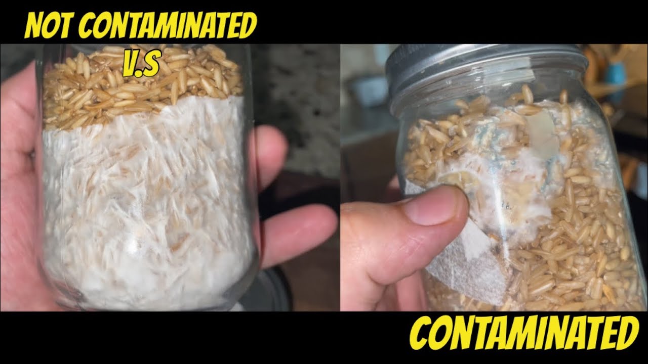 How To Tell If Grain Spawn Is Contaminated - YouTube