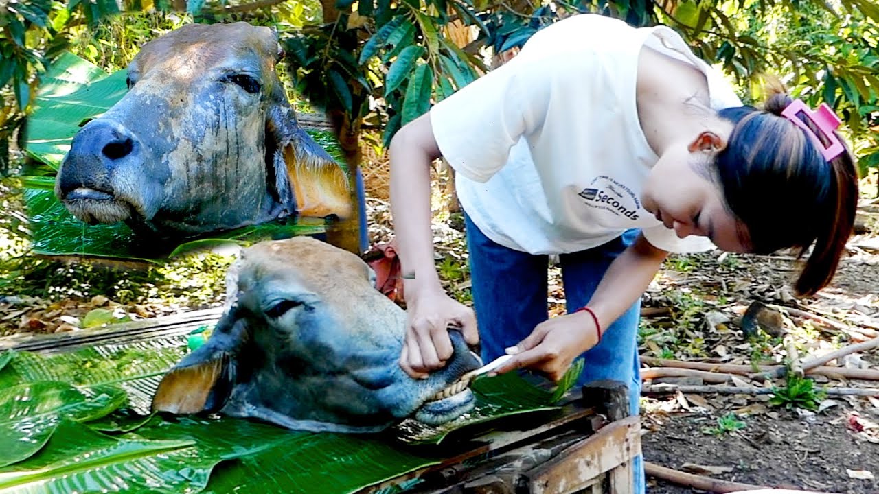 Nourishing Tradition The Famous Cow Head Soup Recipe from a Special ...