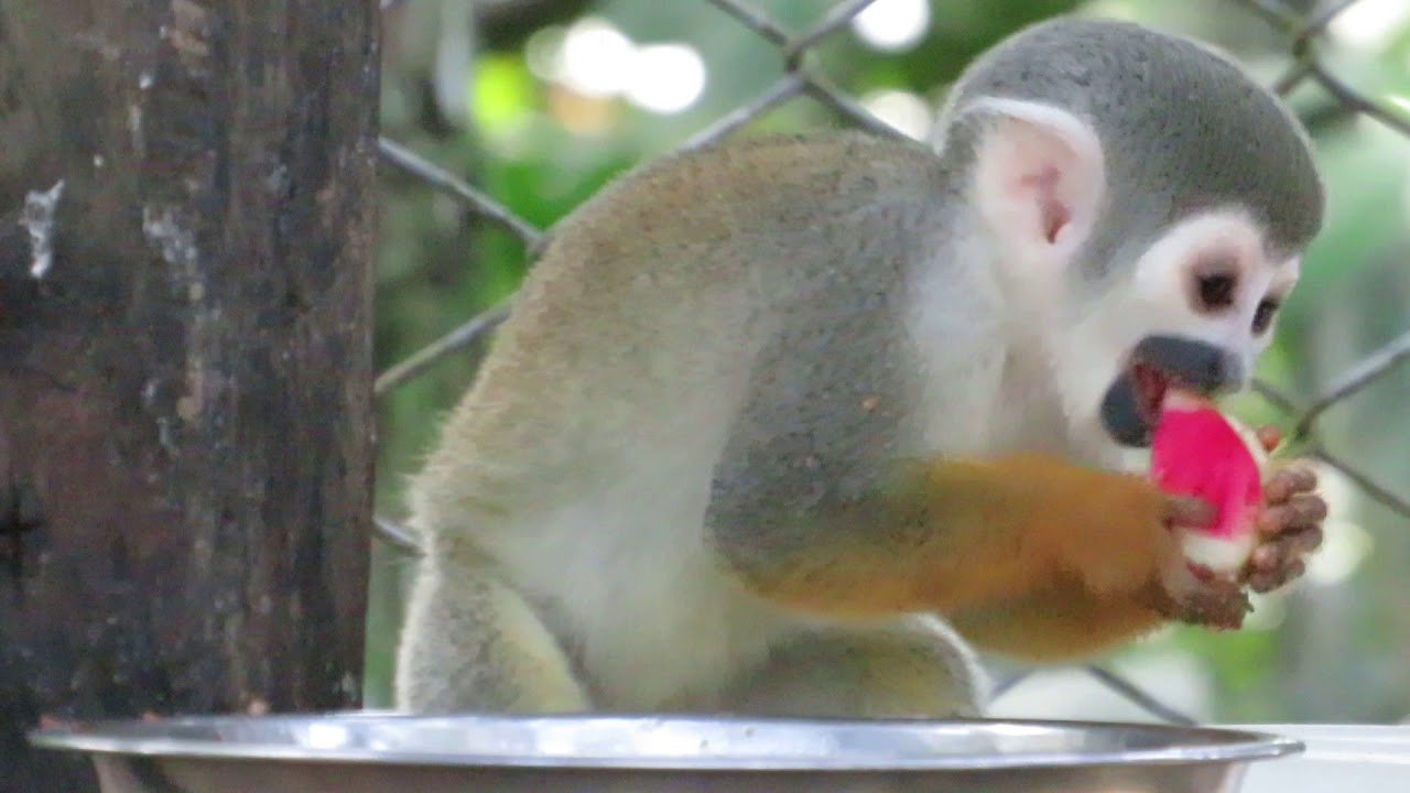 Rescued Squirrel Monkey is a picky eater - YouTube