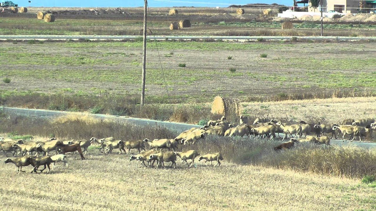 Sheep Bells Magical Sound, Sheep Running , Funny Sheep, Professional ...