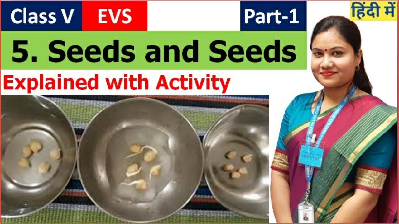 SEEDS AND SEEDS (Part-1) हिंदी explanation | NCERT Class 5 EVS Chapter ...