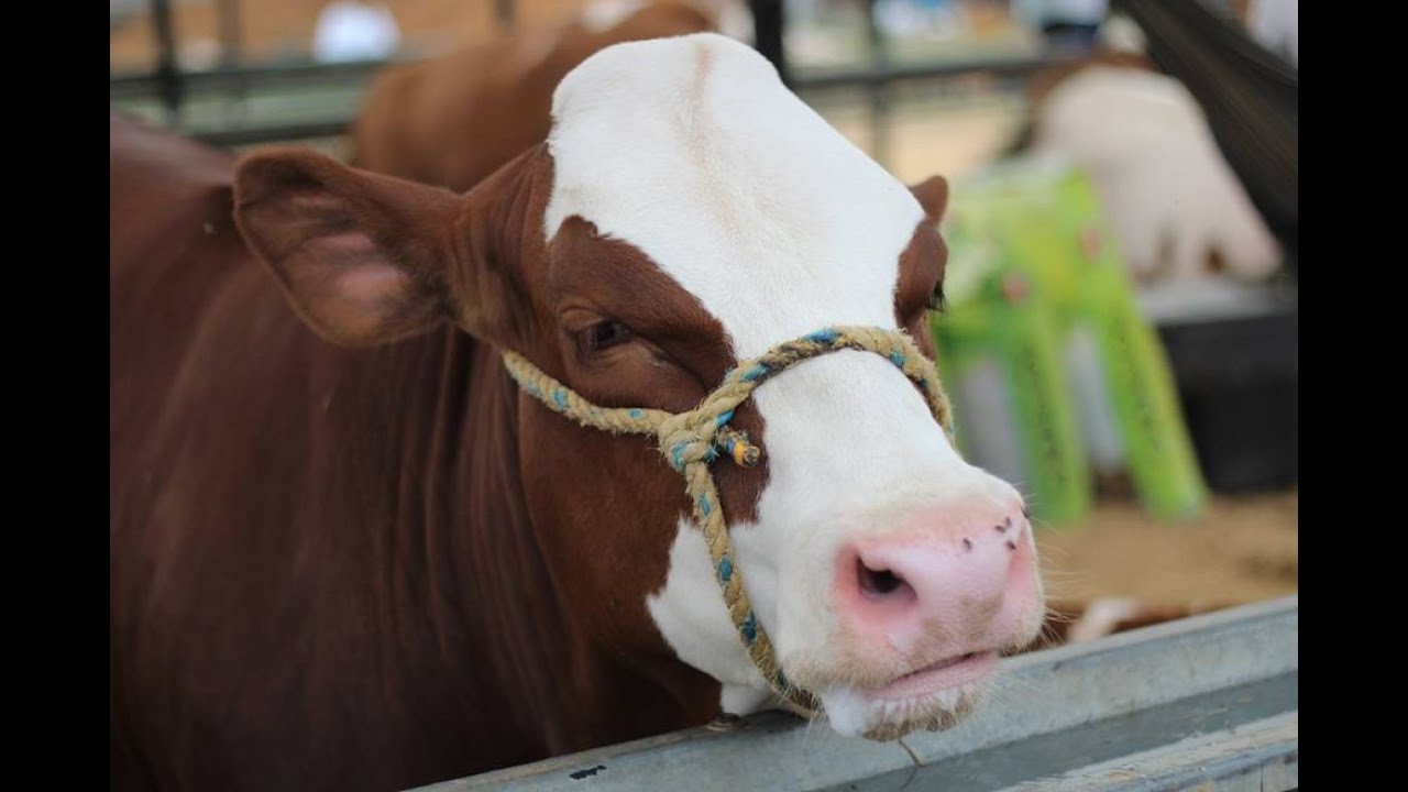 Potencial de la Raza BeefMaster en( Feria Nacional Bucaramanga ...