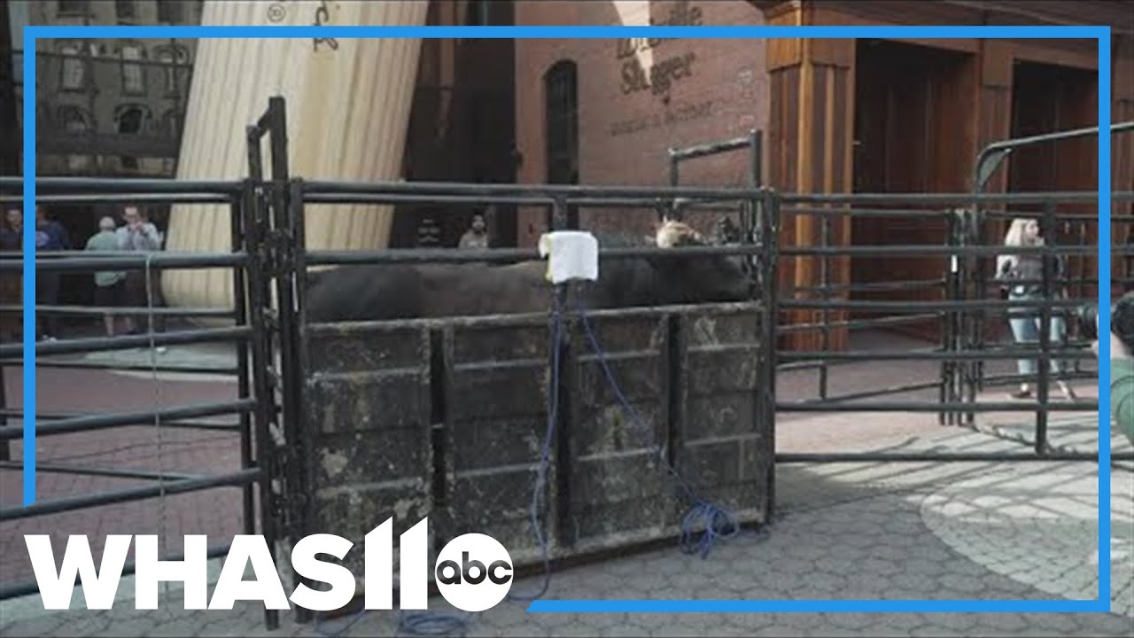 Professionals weigh bull outside Louisville Slugger Museum - YouTube
