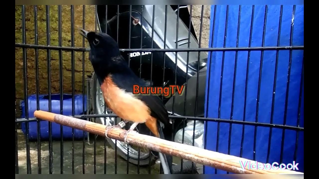 pancingan dan terapi murai batu gacor,agar cepat bunyi bukak paruh koar koar - YouTube