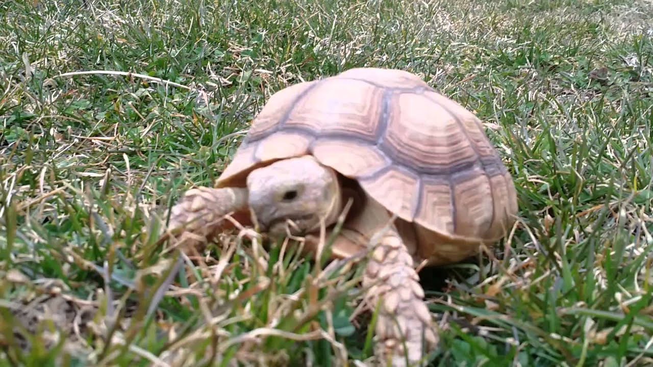 2 Year Old Sulcata Out In The Yard YouTube 2-year-old-sulcata-out-in-the-yard-youtube