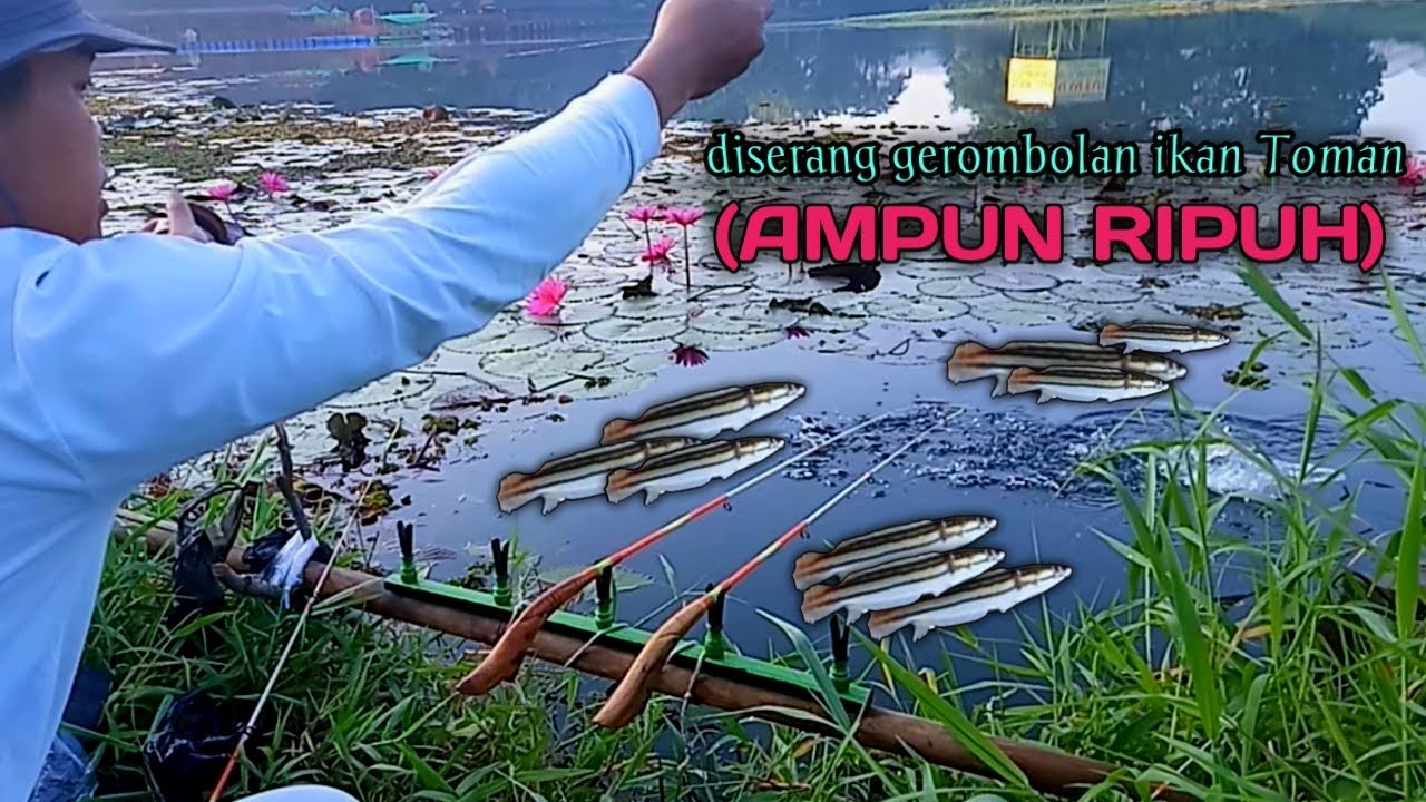 Part2 mancing danau ALAM SARI cikampek - YouTube