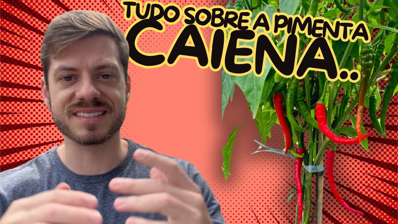 PIMENTA CAIENA: Para Que Ela Serve e Como Utilizá-la? - YouTube