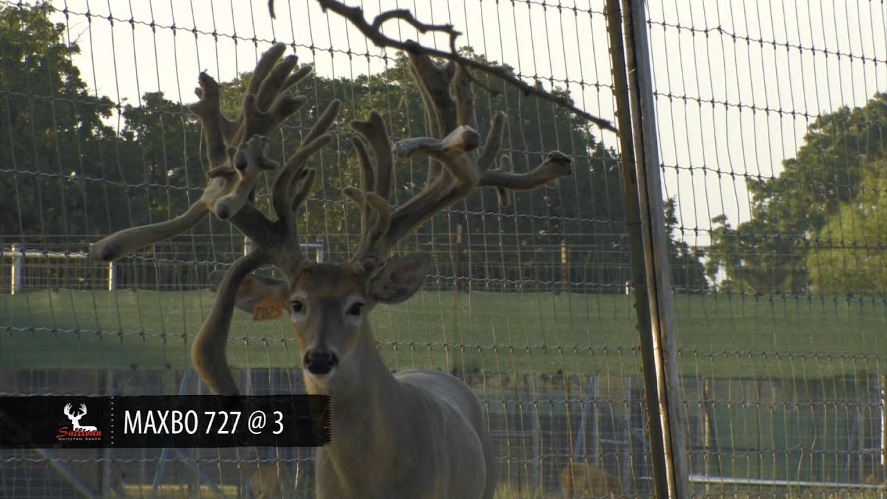 Texas Whitetail - Maxbo 727 - YouTube