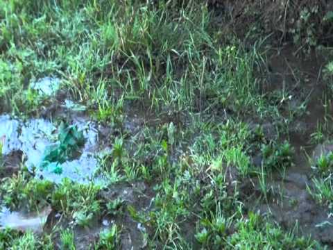 Recuperando las vertientes en los cerros de Talcahuano - YouTube