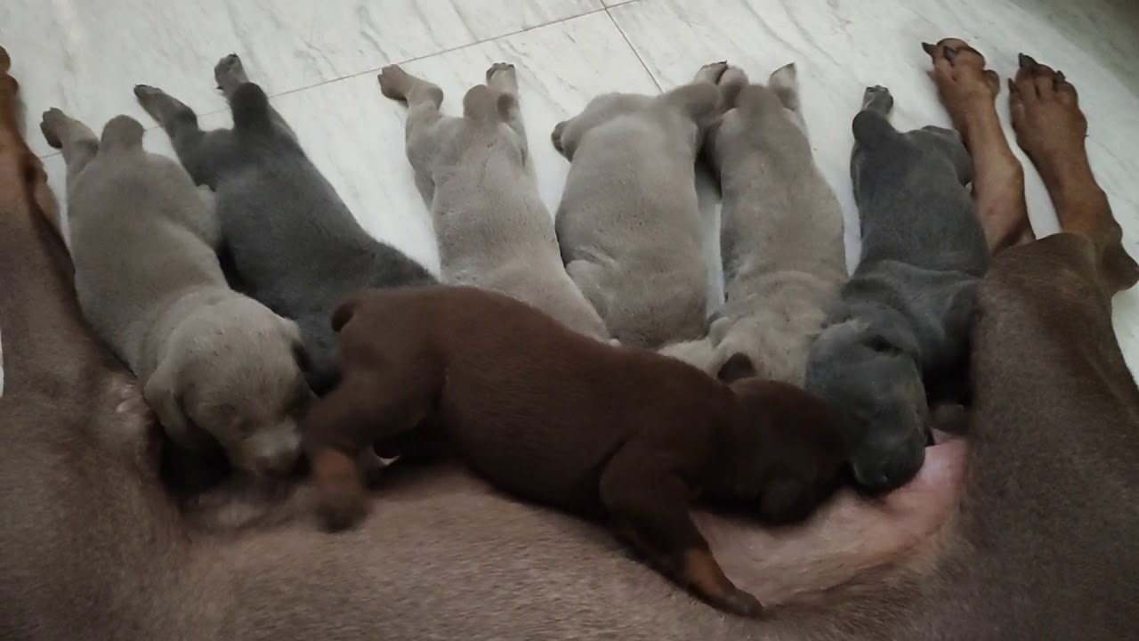 Fawn And Rust Doberman Sale