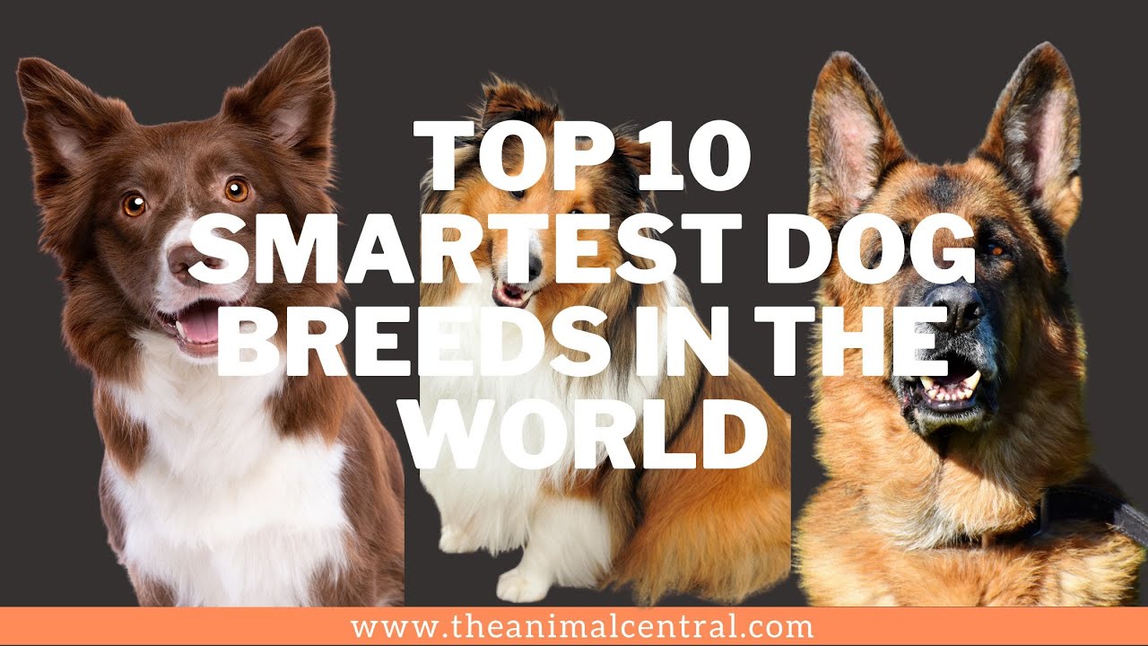 The Top 10 Smartest Dog Breeds in the World @theanimalcentral - YouTube
