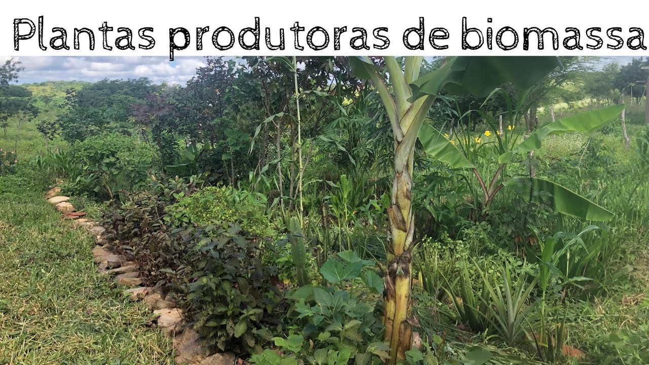 Plantas produtoras de biomassa em sistema agroflorestal na caatinga ...