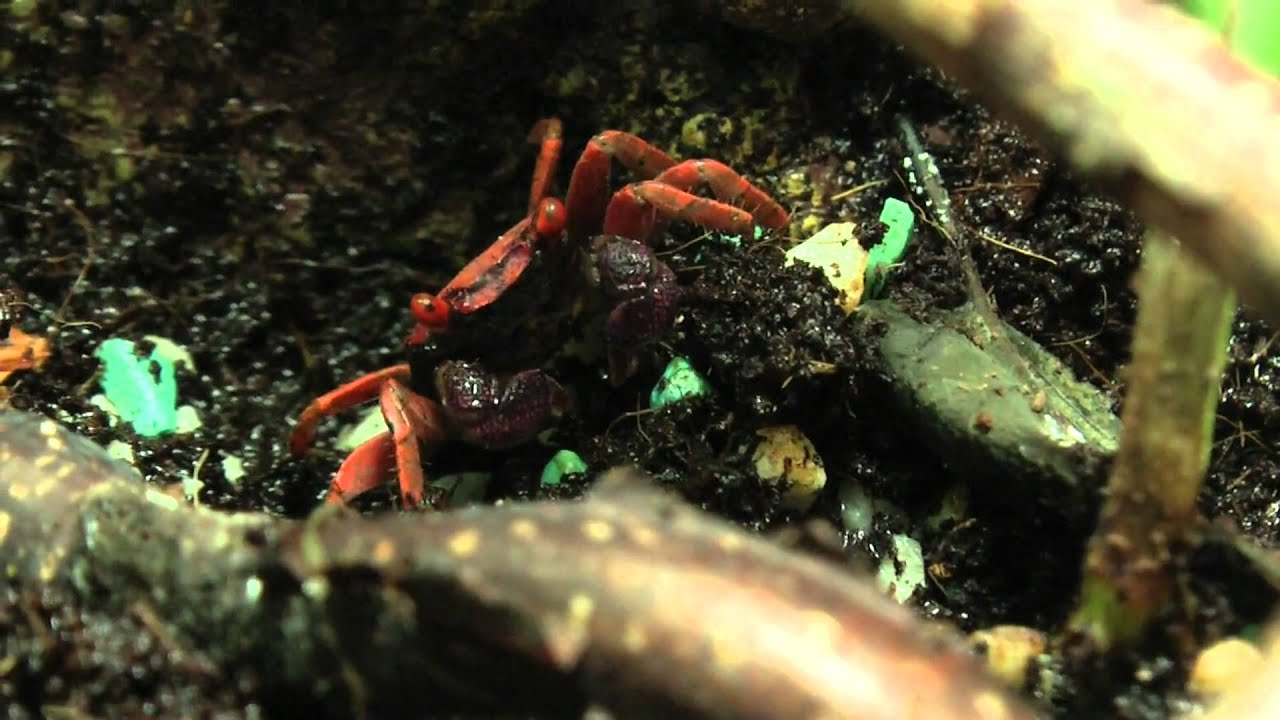 Geosesarma tiomanicum - YouTube