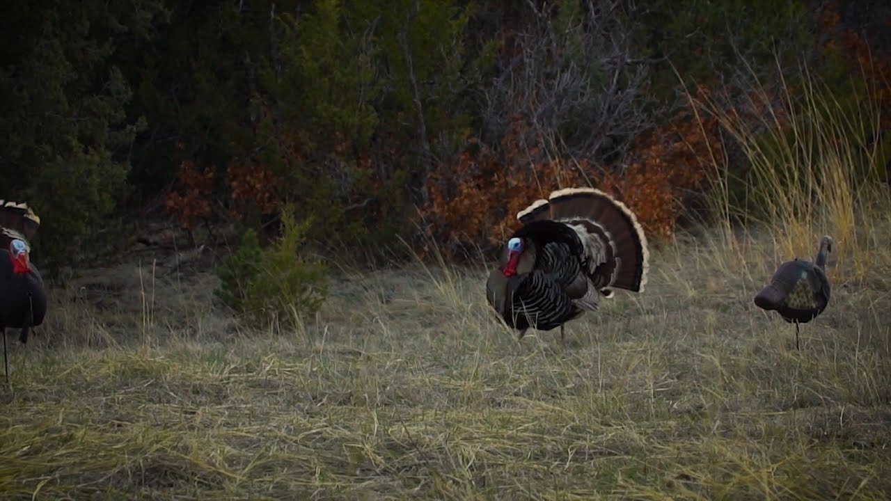 Wildlifers TV | S1 | E12 - "Thunder Chicken Mayhem" - YouTube