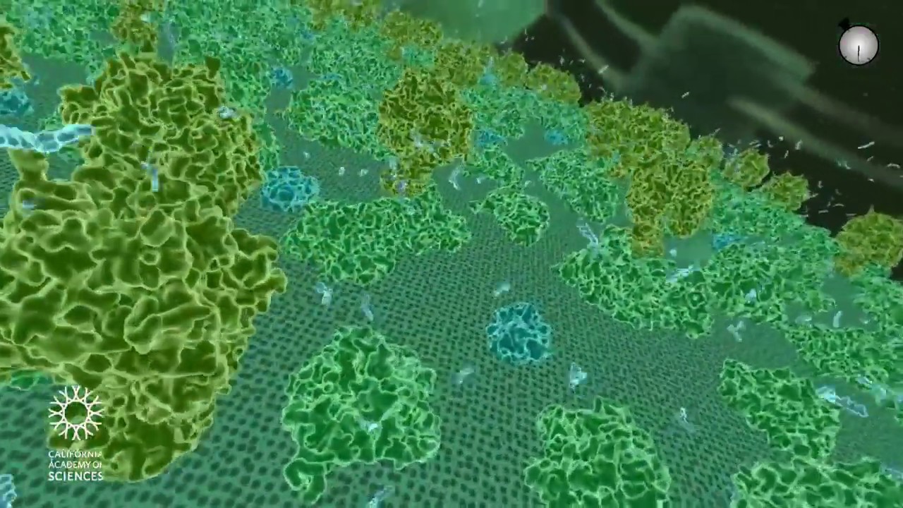 Travel Deep Inside a Leaf Annotated Version California Academy of ...