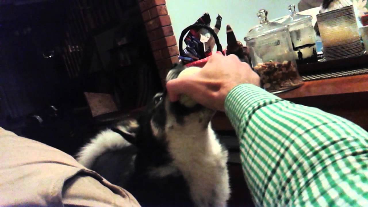 Tyrone ...best dog in the world - YouTube