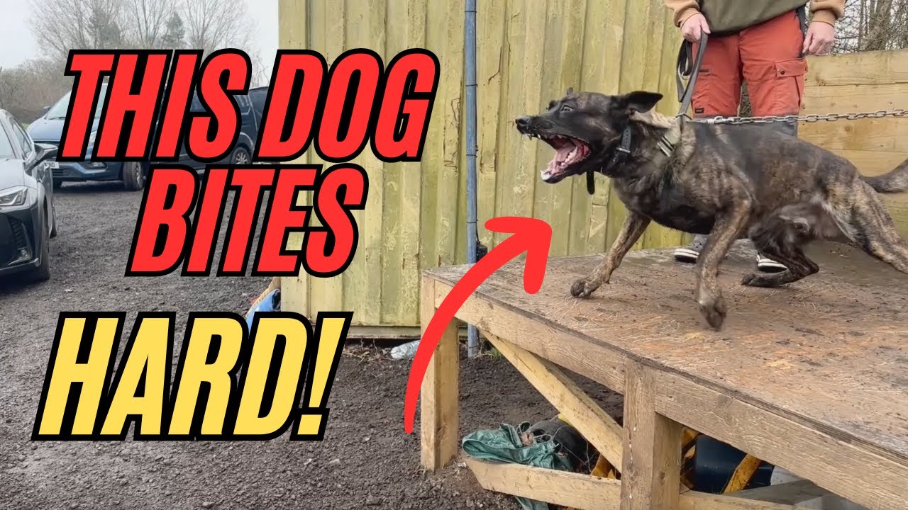 Bite Force Test: Can These Shepherds Break Records? - YouTube