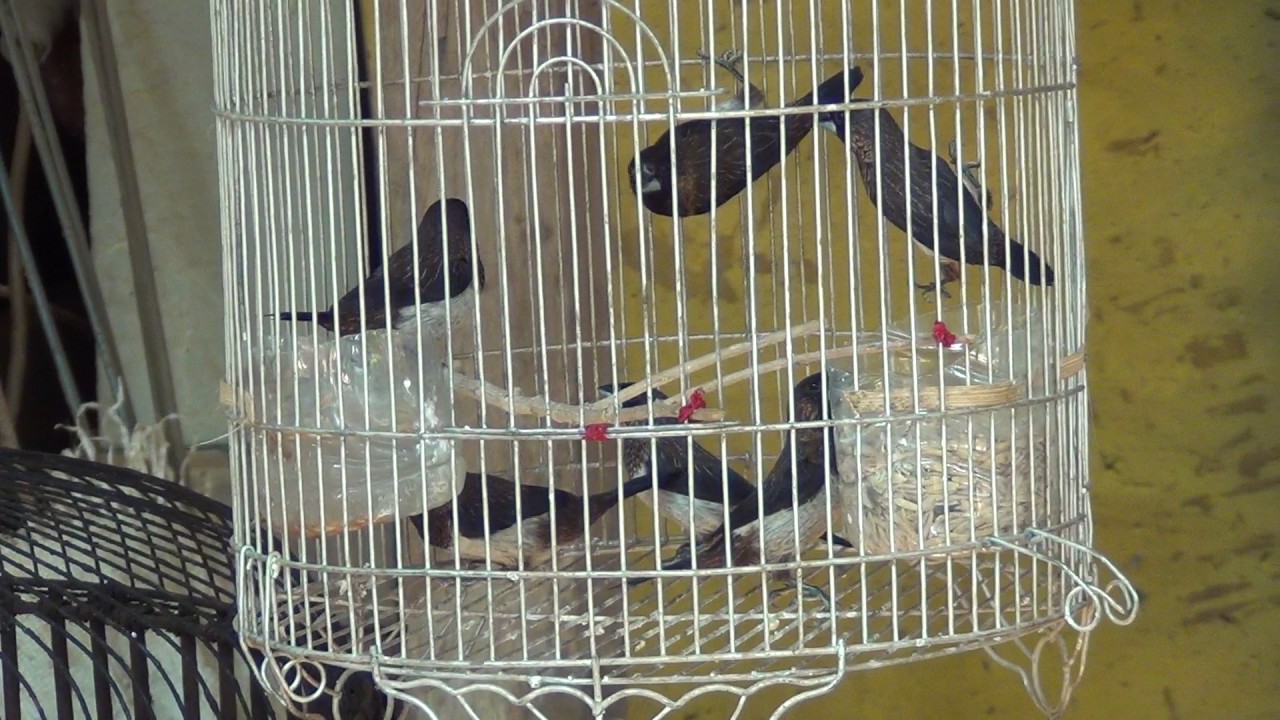 Noog Piv dub, Lao chocolate society finches birds - YouTube