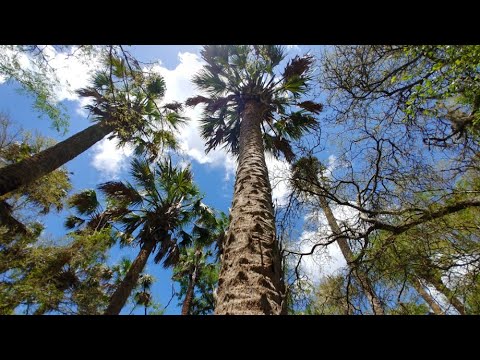 Sabal Palm Sanctuary - Hike Through a Native Palm Tree Forest in South ...