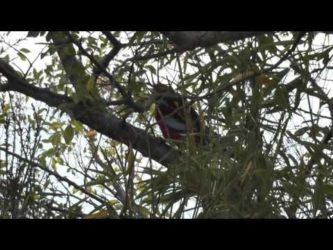 Crimson Rosella calling