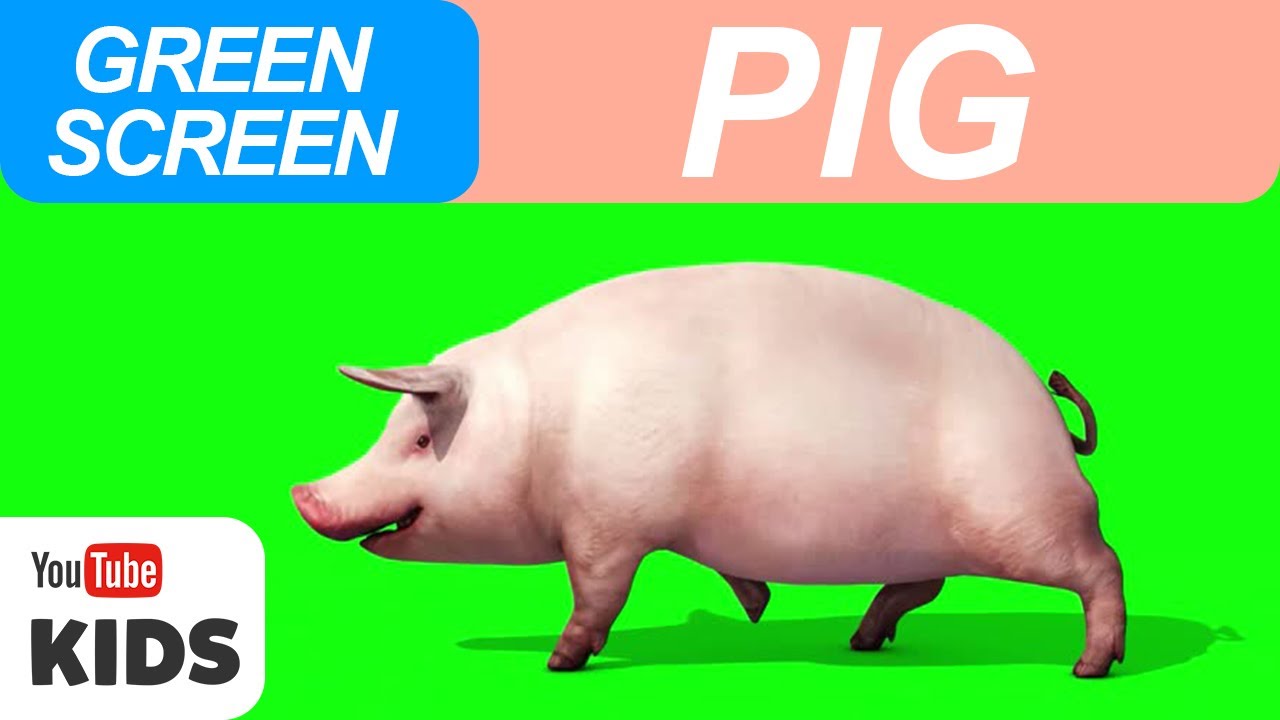 Pig | Pig Green Screen and Sound Effect Free | Pig Sound Effect | Green ...