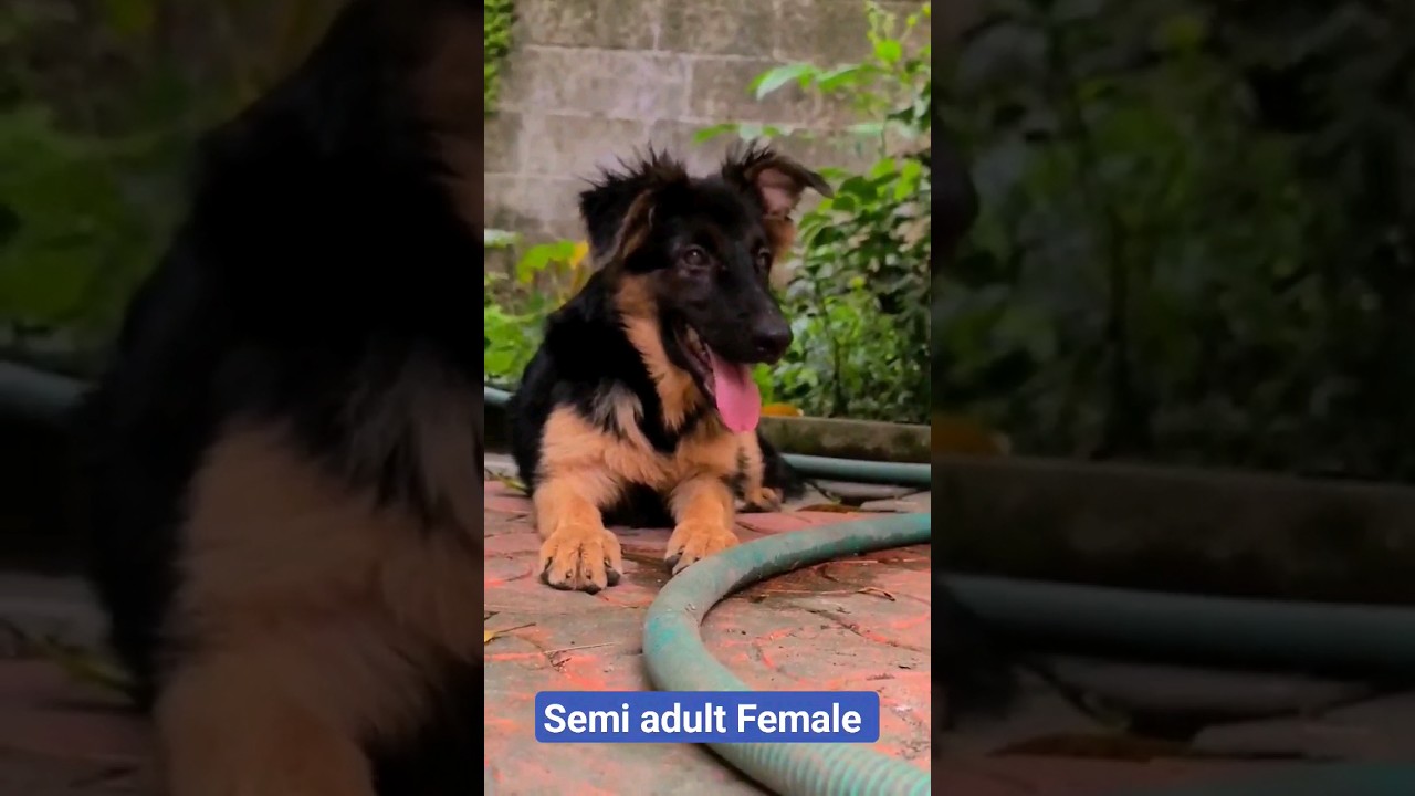 Semi adult female dog... Good in hair, size, and color ...Mob ...