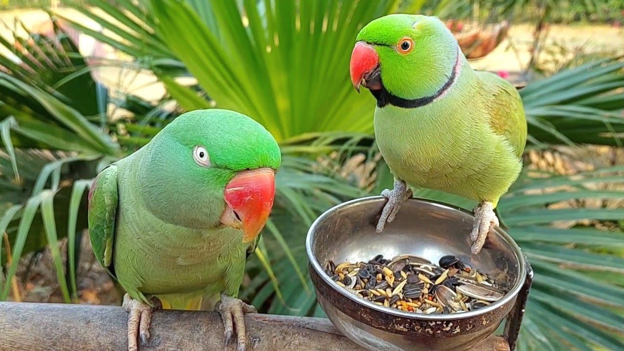 Funny Ringneck Parrot Eating Seeds Gets Angry By Turkey Birds | Natural ...