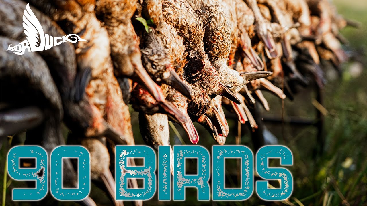 90 Birds, Louisiana Opener | Dr Duck - YouTube