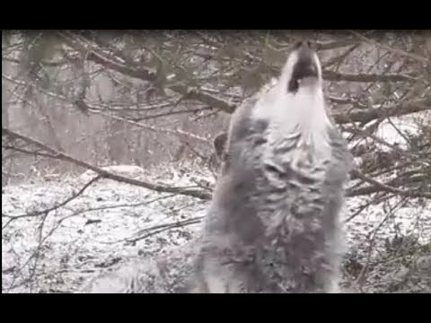 Вой волков (скорее, подвывание)
